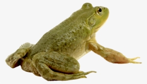 Free Png Frog Png Images Transparent - Frog Examples PNG Image ...