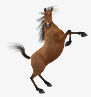 Funny Horse Png - Beware Of The Mare Stare PNG Image | Transparent PNG ...