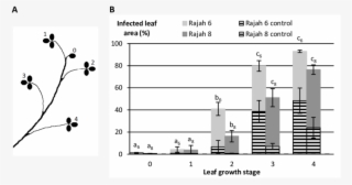 Representation Of Leaf Growth Stages 0 To 4 In Red - Leaf PNG Image ...