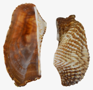Turkey Wing Shells Seashells 2-2.5" 1 Gallon PNG Image | Transparent ...