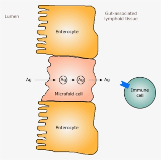 Transvesicular Transport By Microfold Cells - Microfold Cells PNG Image ...