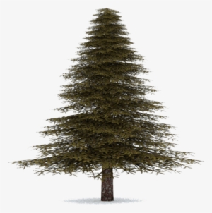 Cutout Fir Tree - Pine Tree Free Png PNG Image | Transparent PNG Free ...