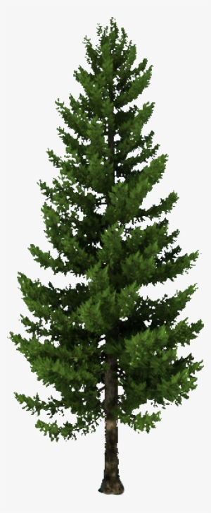 Trees Transparent Coniferous - Pine Tree PNG Image | Transparent PNG Free Download on SeekPNG