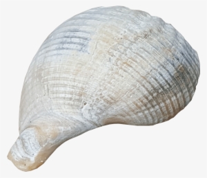 Beach Shell No Background Image - Beach Shell Without Background PNG ...