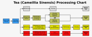 Tea Processing Chart - Processing Of Tea Flowchart PNG Image ...