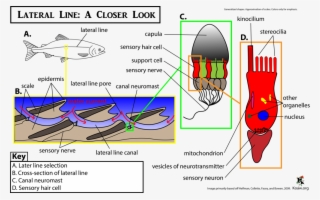 Later Line A Closer Look Koaw Org - Lateral Line Scales In Fish PNG ...