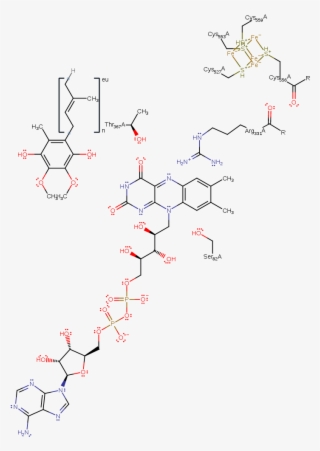 The Reduced Electron Transfer Flavoprotein Delivers - Diagram PNG Image ...