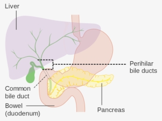 Cbd Full Form In Medical PNG Image | Transparent PNG Free Download on ...