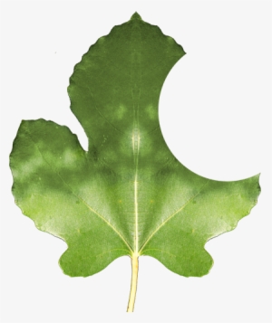 Apple None Computer - Computer PNG Image | Transparent PNG Free ...