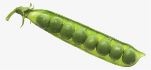 Pea With Peas - Bfdi Pea Pod PNG Image | Transparent PNG Free Download ...