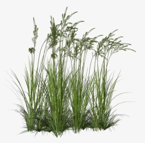 2d Grass Blade Texture - High Grass Texture Transparent PNG Image ...
