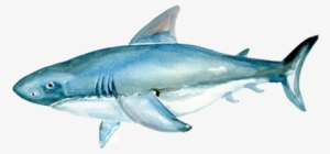 Tiger Shark Watercolor Painting Great White Shark - Shark Watercolor ...