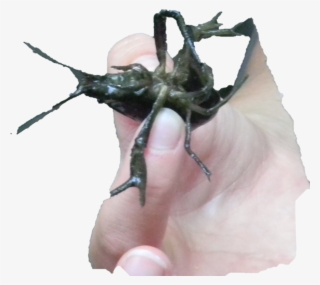 Crayfish - Elephant Beetle PNG Image | Transparent PNG Free Download on ...
