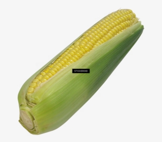 Corn - Corn Kernels PNG Image | Transparent PNG Free Download on SeekPNG