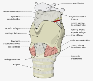 Open - Epiglotis Y Sus Partes PNG Image | Transparent PNG Free Download ...