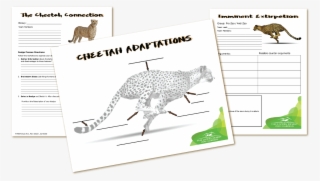 The Living Desert Cheetah Fun K-12 Activity Guides - Cheetah PNG Image ...