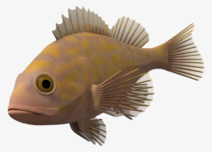 Ocean Fish Png Photos - Ocean Fish Png PNG Image | Transparent PNG Free ...