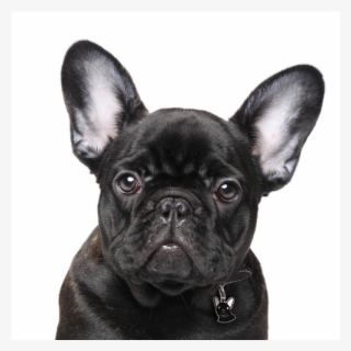 French Bulldog Black - Perro Bulldog Frances Negro PNG Image ...