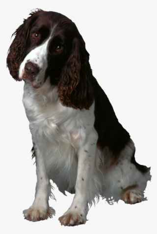 Dog Png, Download Png Image With Transparent Background, - Springer ...