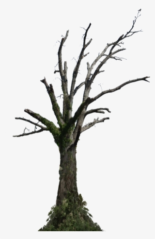Dead Tree Png Stock Photo - Tree Of Dead Png PNG Image | Transparent ...