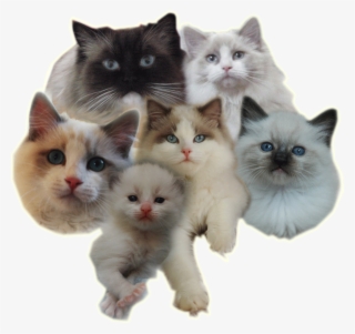 Show Me Cute - Cat PNG Image | Transparent PNG Free Download on SeekPNG