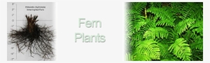 Bareroot Ferns Info - Bare Root Ferns PNG Image | Transparent PNG Free ...