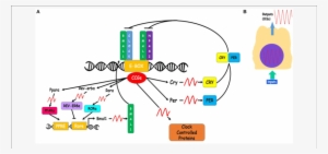 Schema Of Cellular Clocks' Molecular Mechanism - Arntl PNG Image ...