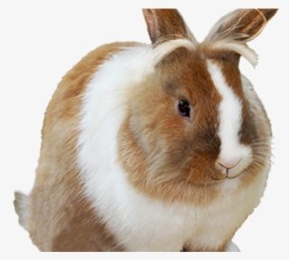 Download Rabbit Bunny Png Background Image - Transparent Background ...