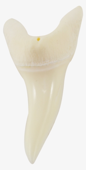Shark Teeth - Shark Tooth PNG Image | Transparent PNG Free Download on ...