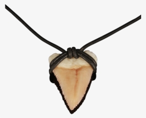 2 Zirconia Shark Teeth - Home PNG Image | Transparent PNG Free Download ...