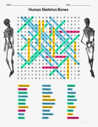 Bones, Part - Human Skeleton Anterior And Posterior View PNG Image ...