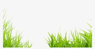 Tropical Tall Grass - Sweet Grass PNG Image | Transparent PNG Free ...