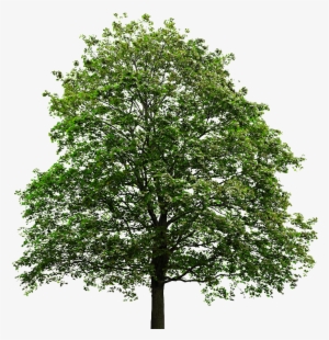 Download Tree Line Backgrounds | Transparent PNG Download | SeekPNG