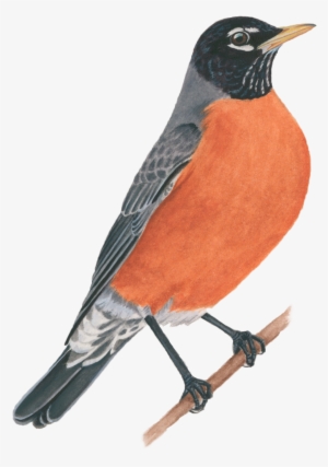 Robin Bird Png PNG Image | Transparent PNG Free Download on SeekPNG