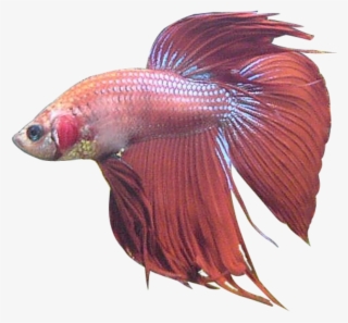 Realistic Fish Clipart - Betta Fish No Background PNG Image ...