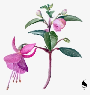 Botanical Watercolor Illustrations - Behance PNG Image | Transparent ...