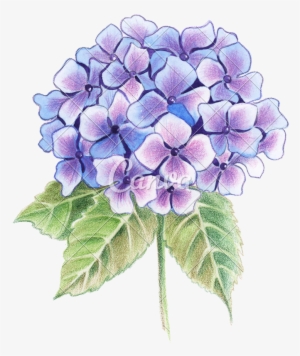 Hydrangea Flowers Watercolor Pencil - Hydrangea Drawing PNG Image ...