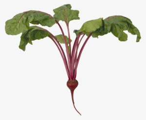 Beet Png - Beets Transparent Background PNG Image | Transparent PNG ...