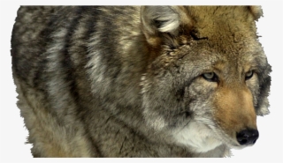 Full Grown Coyote PNG Image | Transparent PNG Free Download on SeekPNG