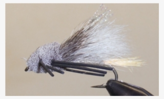 Tarantula - Tan - Insect PNG Image | Transparent PNG Free Download on ...