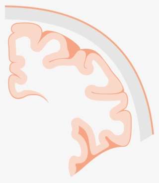 This Free Icons Png Design Of Brain Coronal Slice PNG Image ...