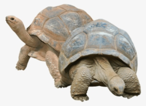 Two Tortoises - Desert Tortoise Transparent Background PNG Image ...