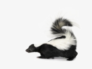 Skunk Png Pic - Side Of A Skunk PNG Image | Transparent PNG Free ...