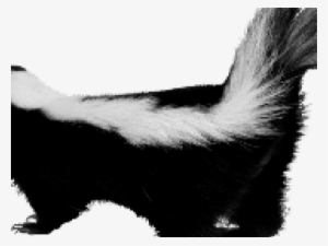Skunk PNG Image | Transparent PNG Free Download on SeekPNG
