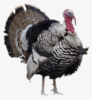 Turkey Bird Png Image With Transparent Background - Turkey PNG Image ...