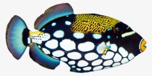 Clown Triggerfish - Clown Trigger Png PNG Image | Transparent PNG Free ...