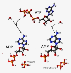 File - Adp - Svg - Illustration PNG Image | Transparent PNG Free ...