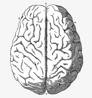 Brain By Bsp2232 - Left And Right Brain Gif PNG Image | Transparent PNG ...