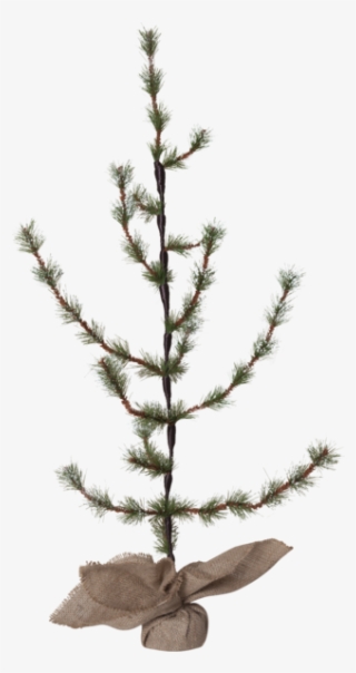 Decorative Tree Larix - Best Season Tannenbaum Im Jutesack Larix, Ca.90 ...