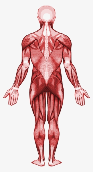 File - Muscular System-back - Svg - Parts And Function Of Muscular ...